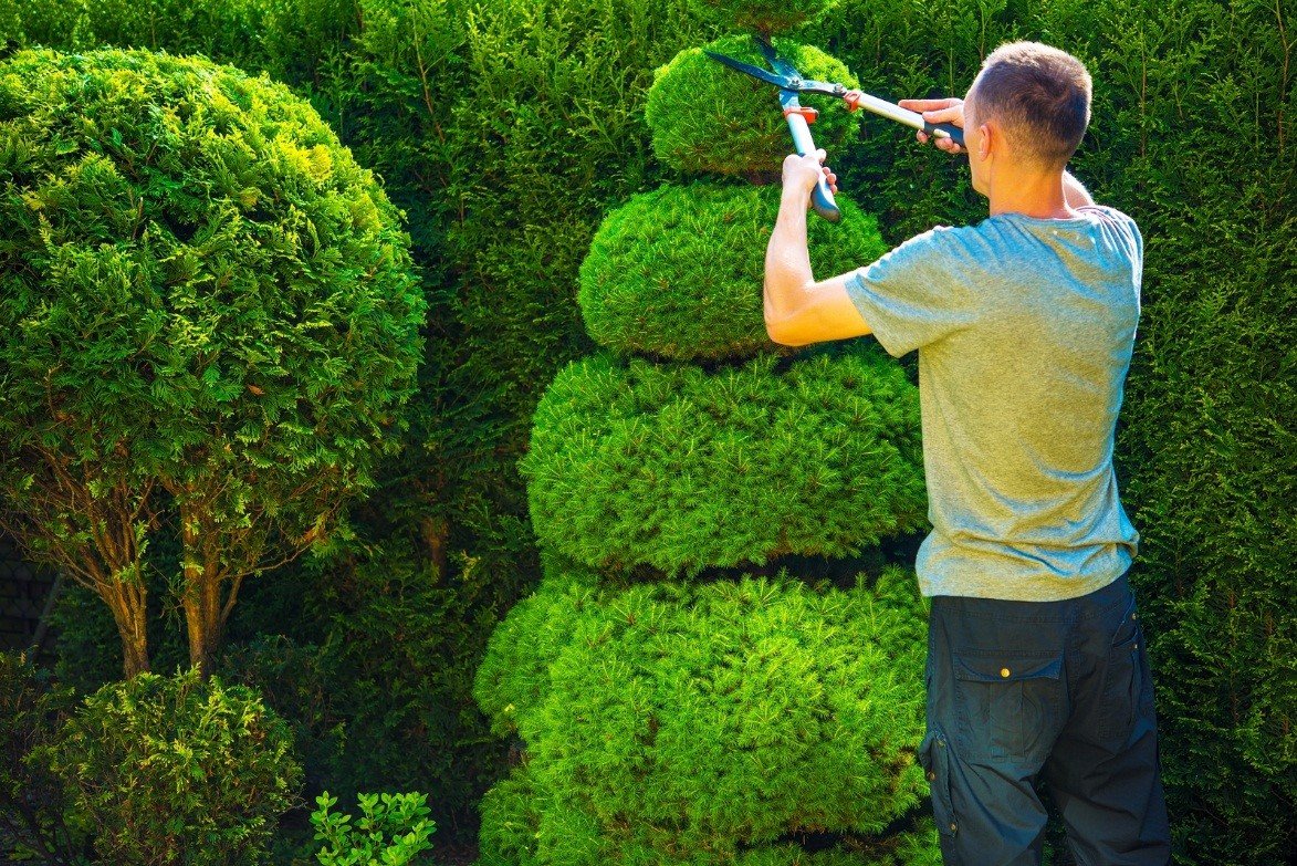 Why a Custom Topiary Piece is the Perfect Addition to Your Garden ...