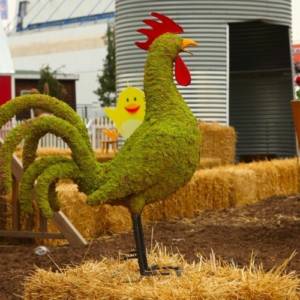 Rooster Topiary | River Oaks Plant House